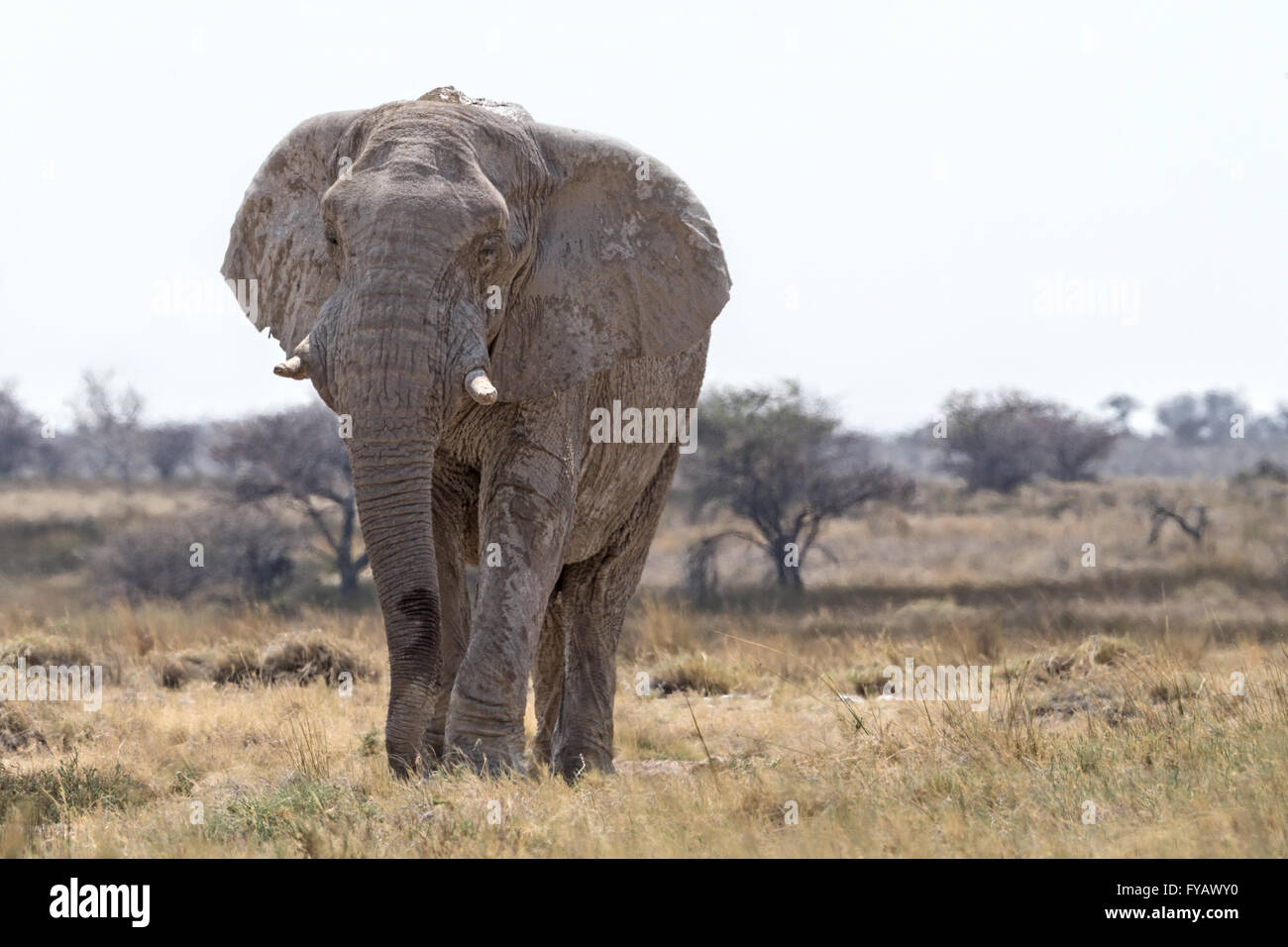 Wandering "Ghost" bull elephant, so called due to the whiteness of the ...