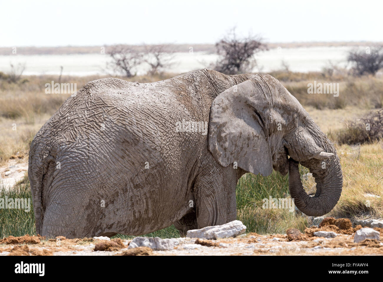 Drinking, "Ghost" bull elephant, so called due to the whiteness of the ...