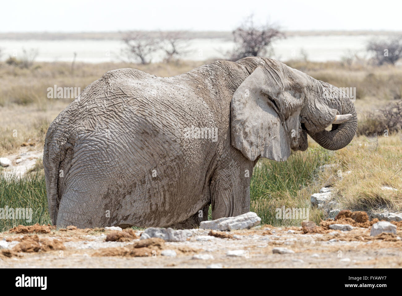 Drinking, "Ghost" bull elephant, so called due to the whiteness of the ...