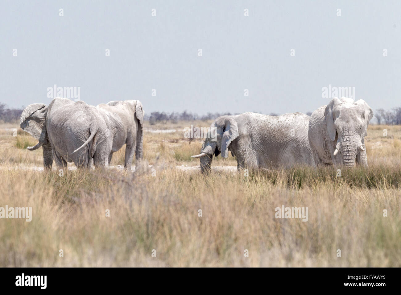"Ghost" bull elephants, so called due to the whiteness of the clay used ...