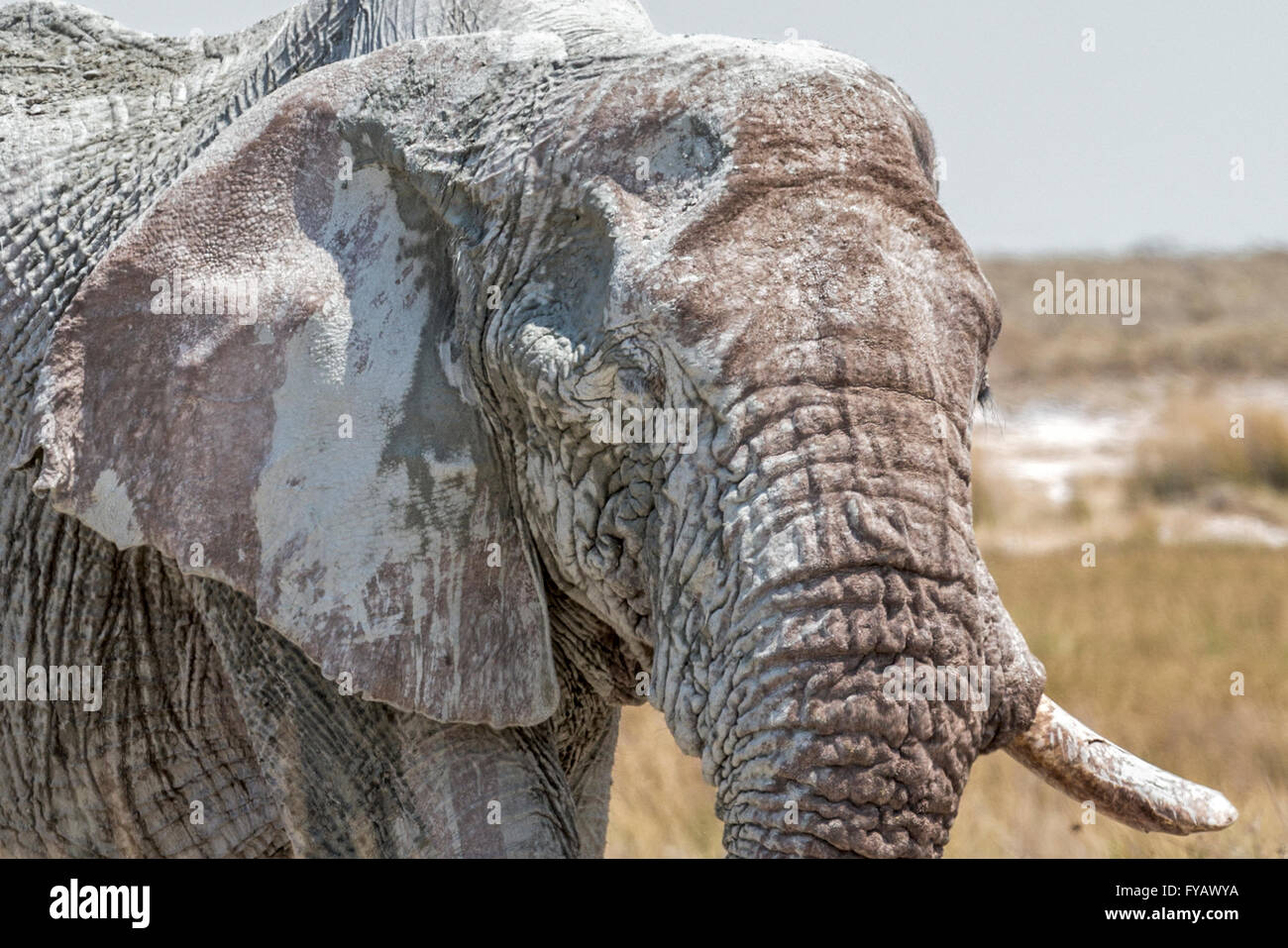 Elephant with single tusk hi-res stock photography and images - Alamy