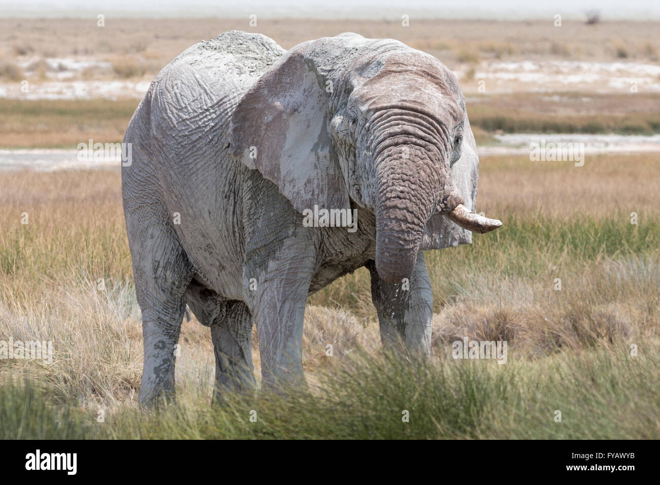 Swallowing elephant hi-res stock photography and images - Alamy