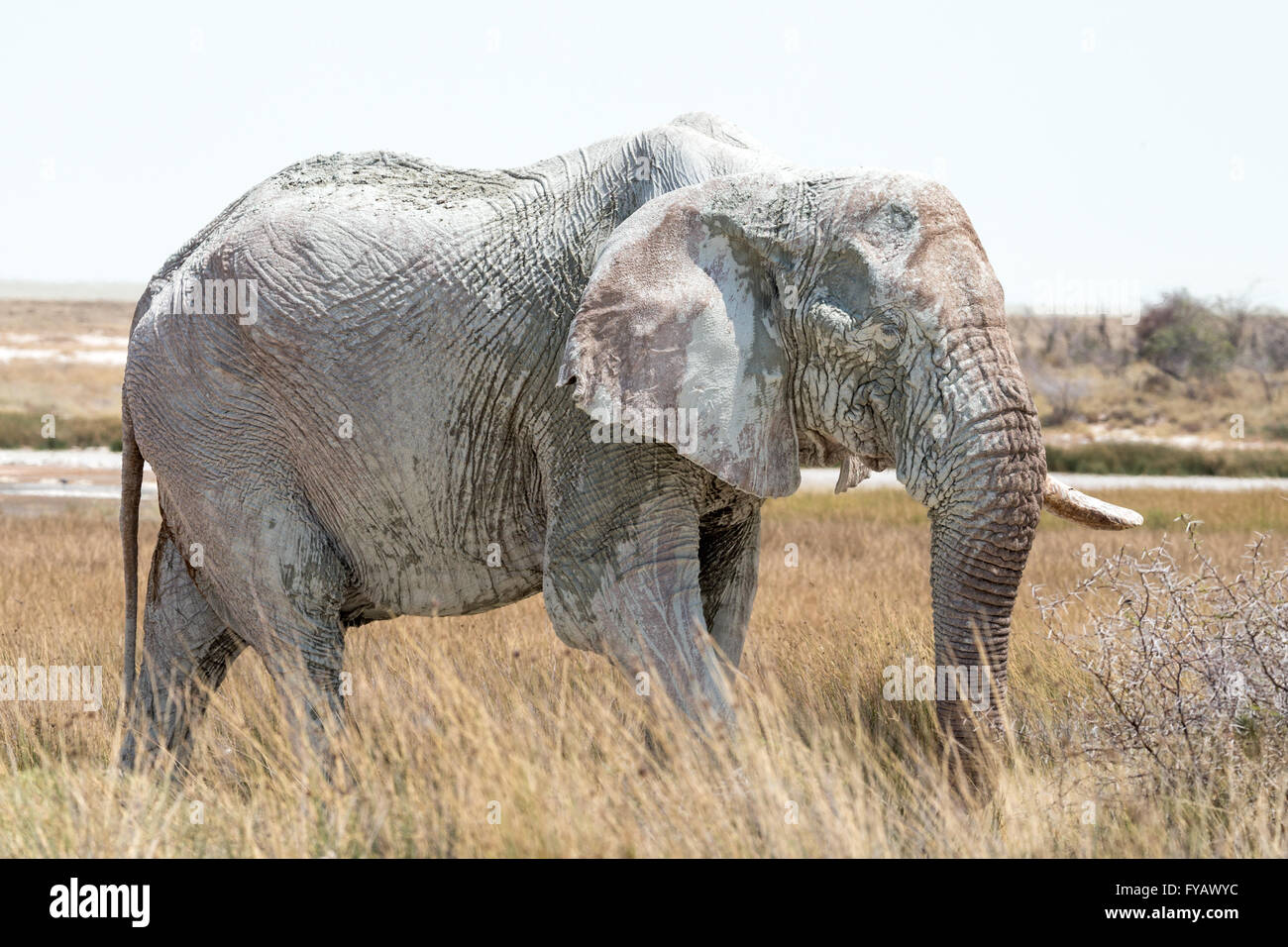 Browsing "Ghost" bull elephant, so called due to the whiteness of the ...