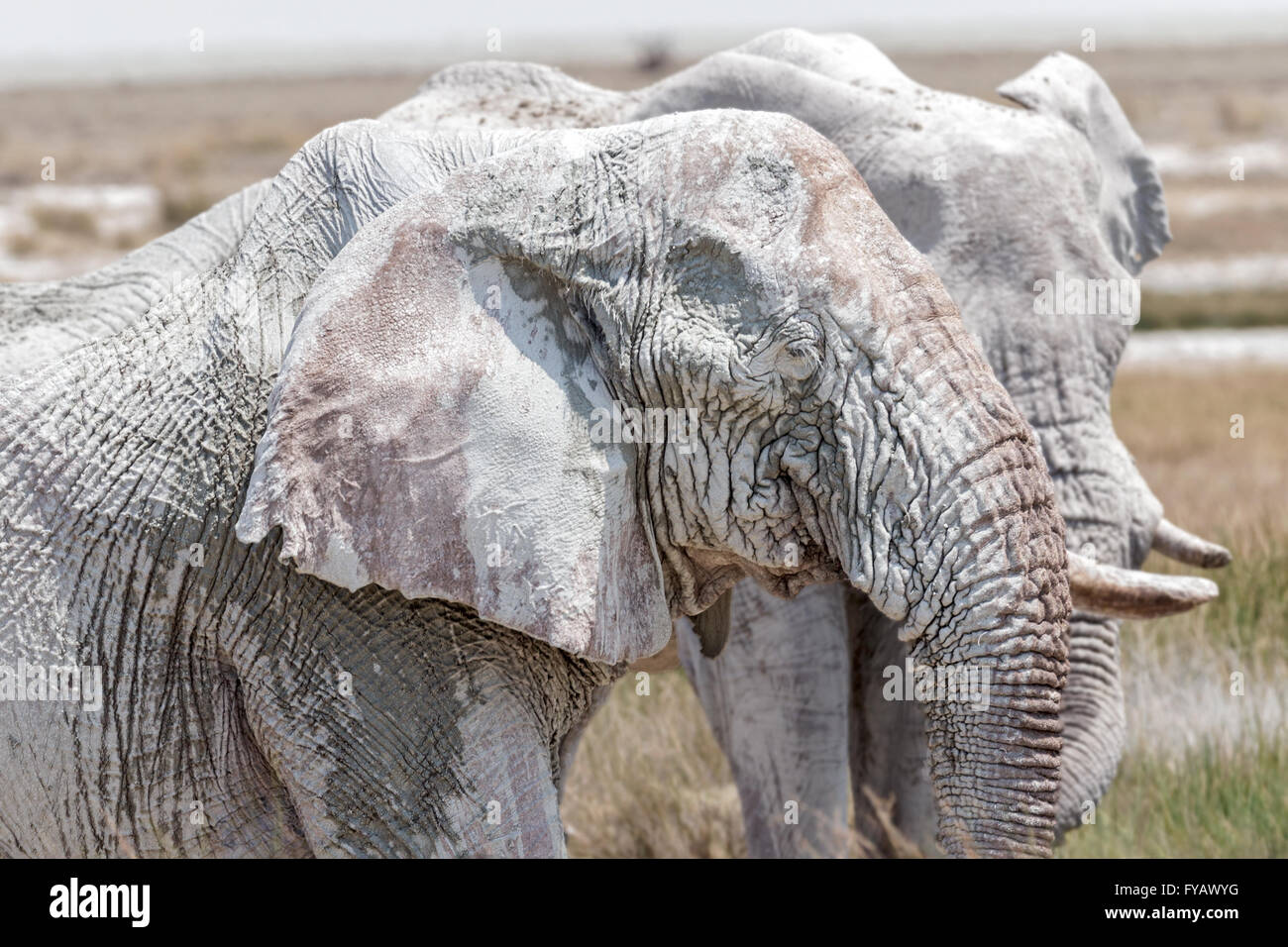 Single tusked "Ghost" bull elephant, so called due to the whiteness of ...