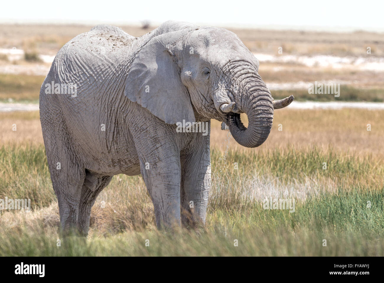 Eating, "Ghost" bull elephant, so called due to the whiteness of the ...