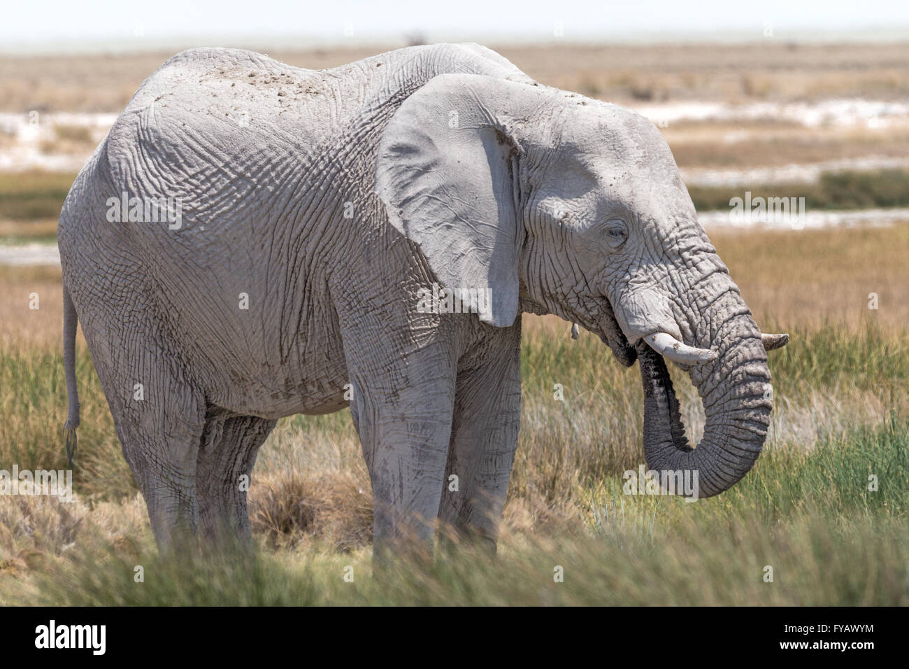 Eating, "Ghost" bull elephant, so called due to the whiteness of the ...