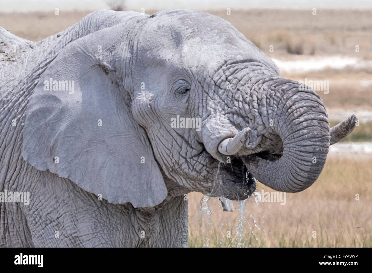 Drinking, "Ghost" bull elephant, so called due to the whiteness of the ...
