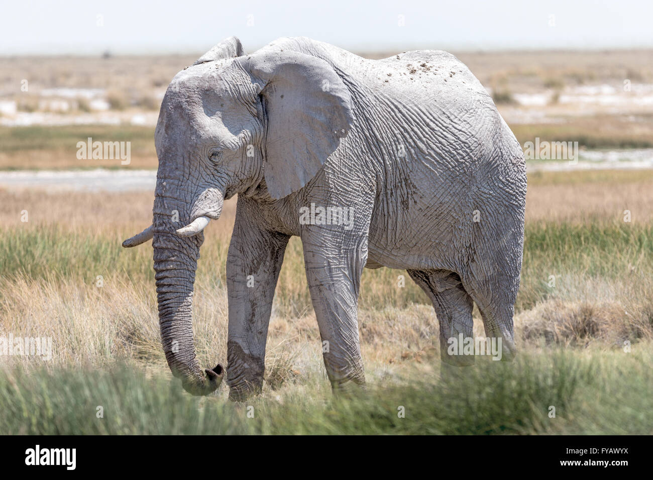 Resting, young "Ghost" bull elephant, so called due to the whiteness of ...