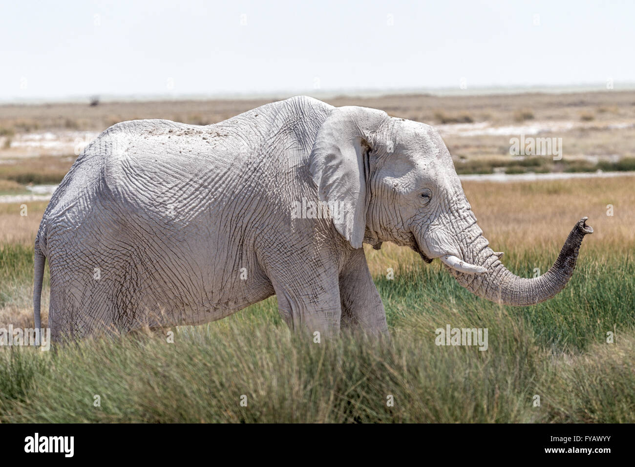 Sniff smell hi-res stock photography and images - Alamy