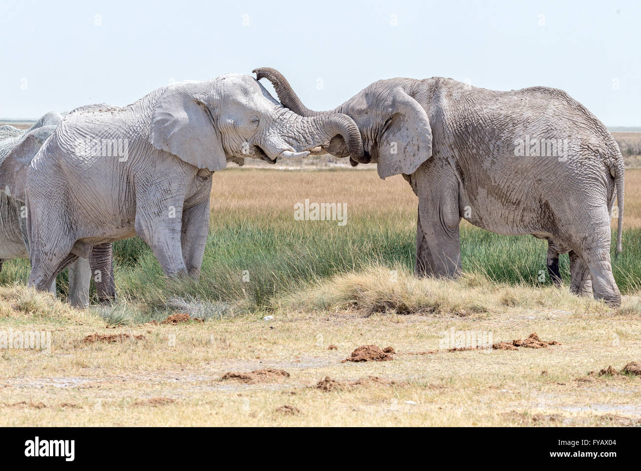 Trunk-twining Males Greeting each other, "Ghost" bull elephants, due to ...