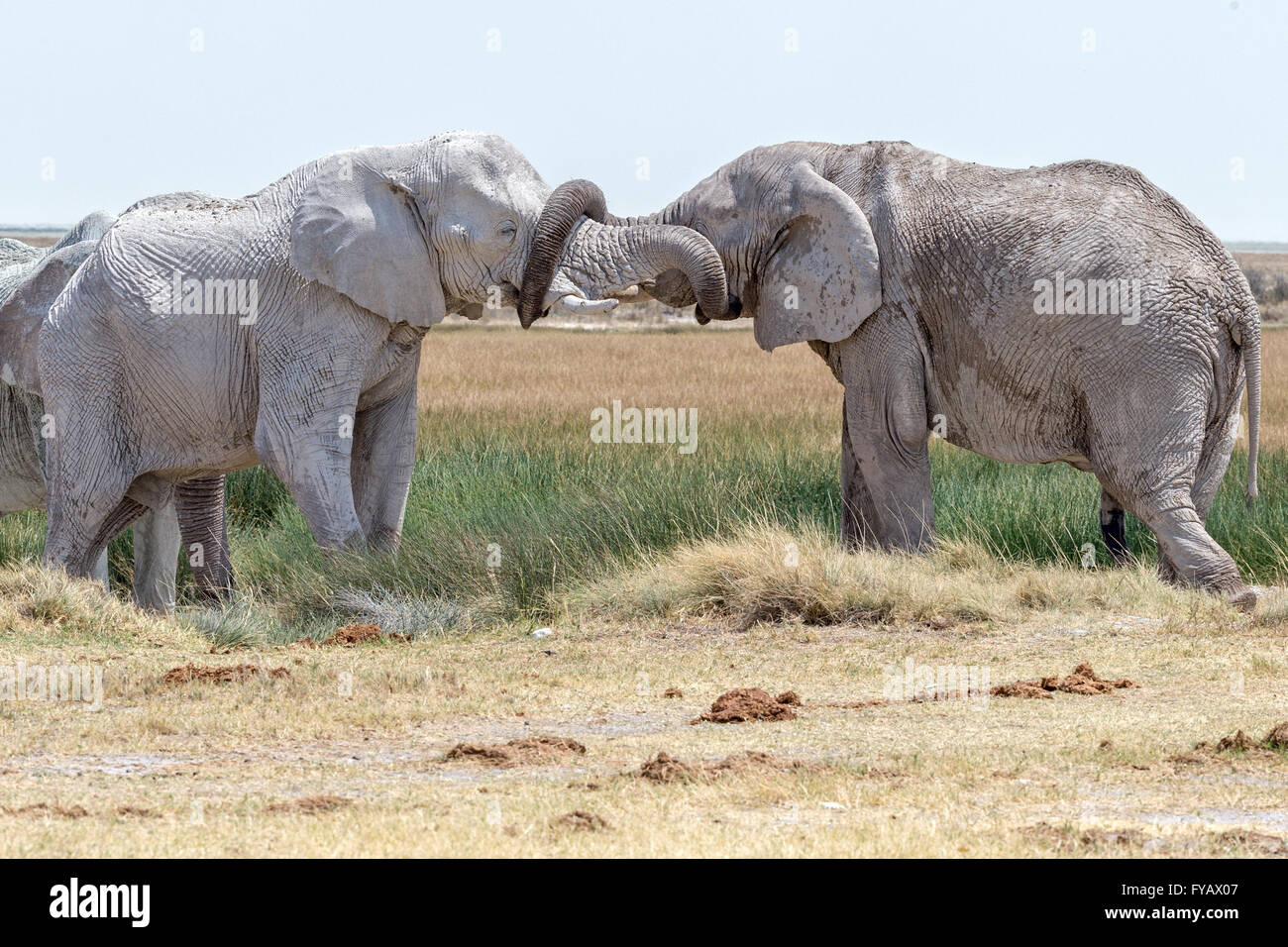 Trunk-twining Males Greeting each other, "Ghost" bull elephants, due to ...
