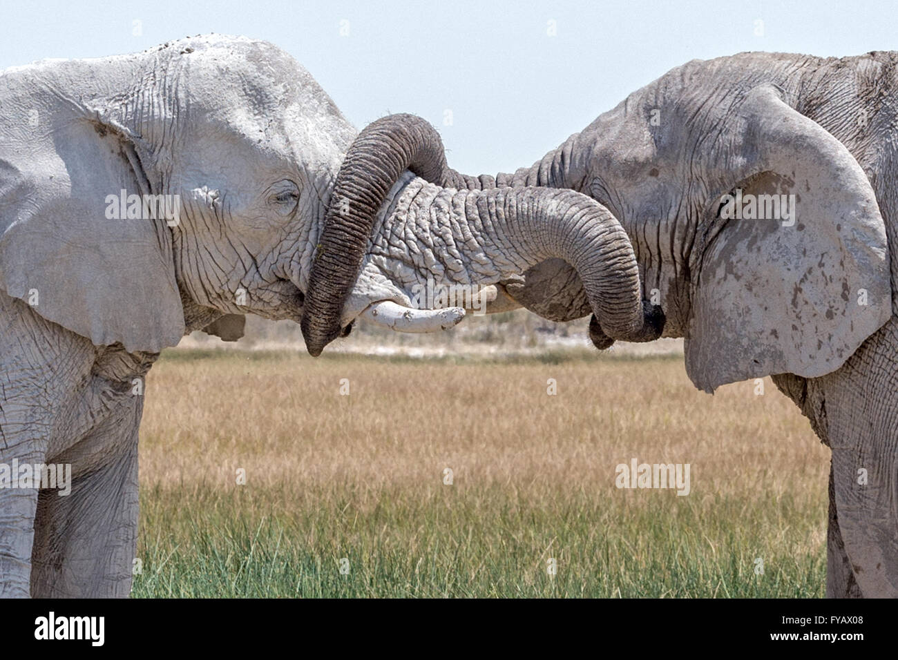Trunk-twining Males Greeting each other, "Ghost" bull elephants, due to ...
