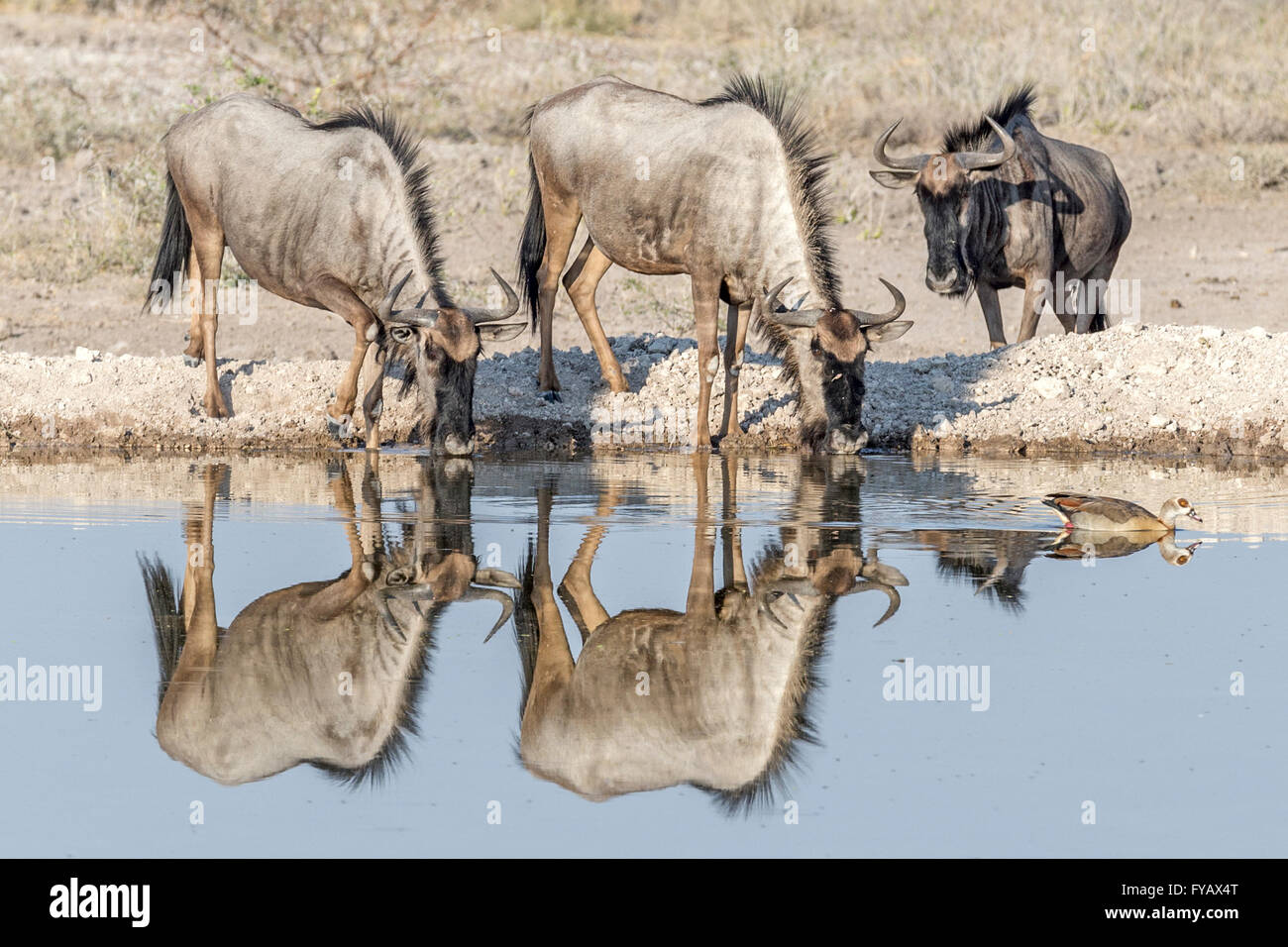 Blue Wildebeest, aka common wildebeest, white-bearded wildebeest, or ...