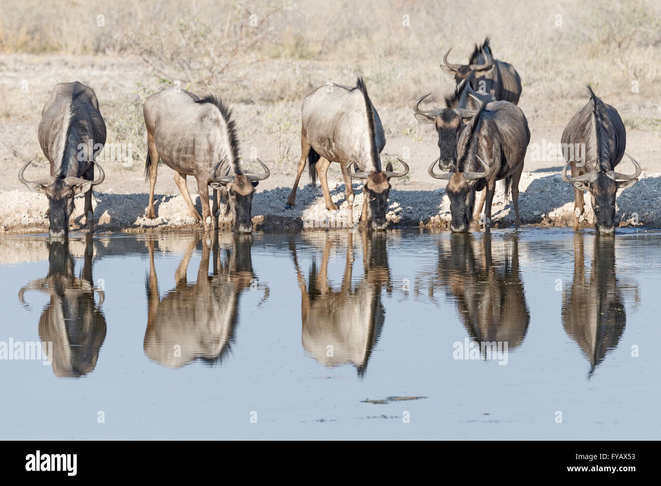 Blue Wildebeest, aka common wildebeest, white-bearded wildebeest, or ...