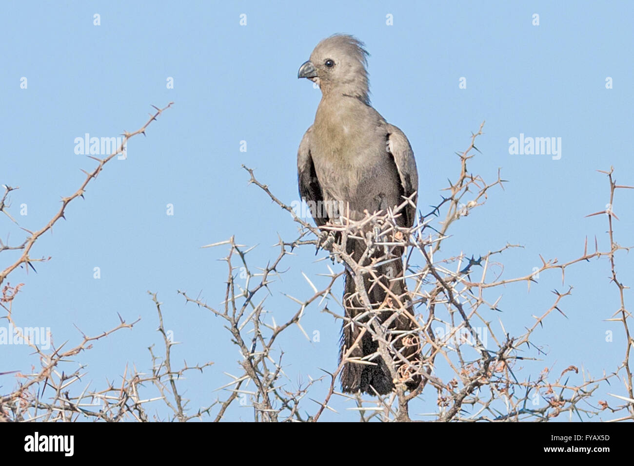 Grey go-away-bird, Corythaixoides concolor, aka grey lourie, grey ...