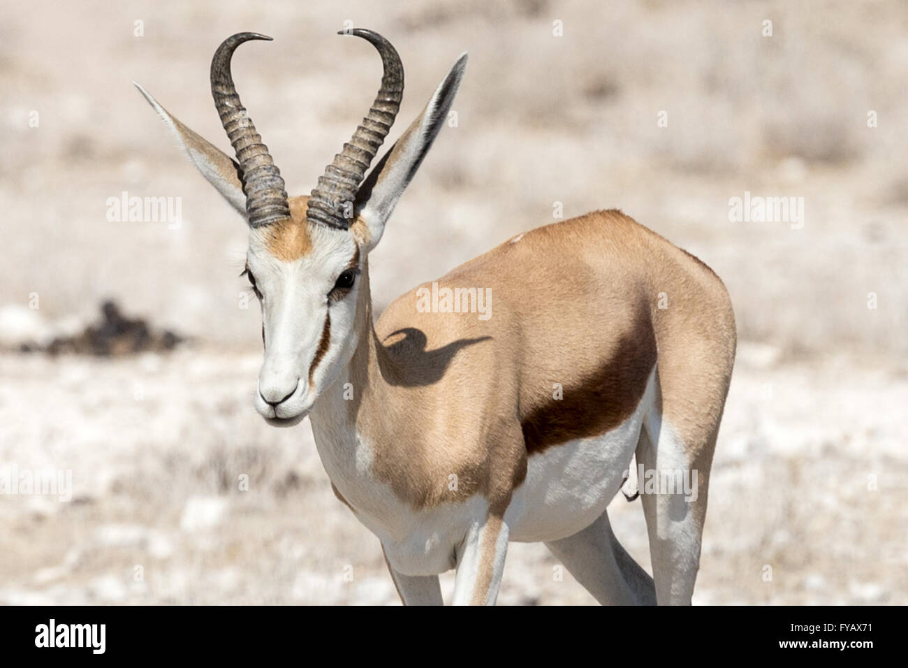 Male springbok hi-res stock photography and images - Alamy