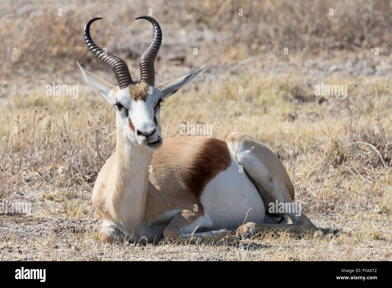 Male Springbok, chewing cud, Etosha National Park, Namibia Stock Photo ...