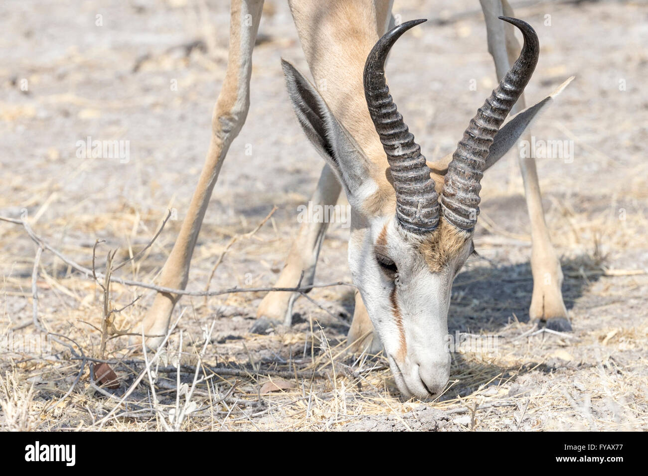 Male Springbok, grazing, Etosha National Park, Namibia Stock Photo - Alamy