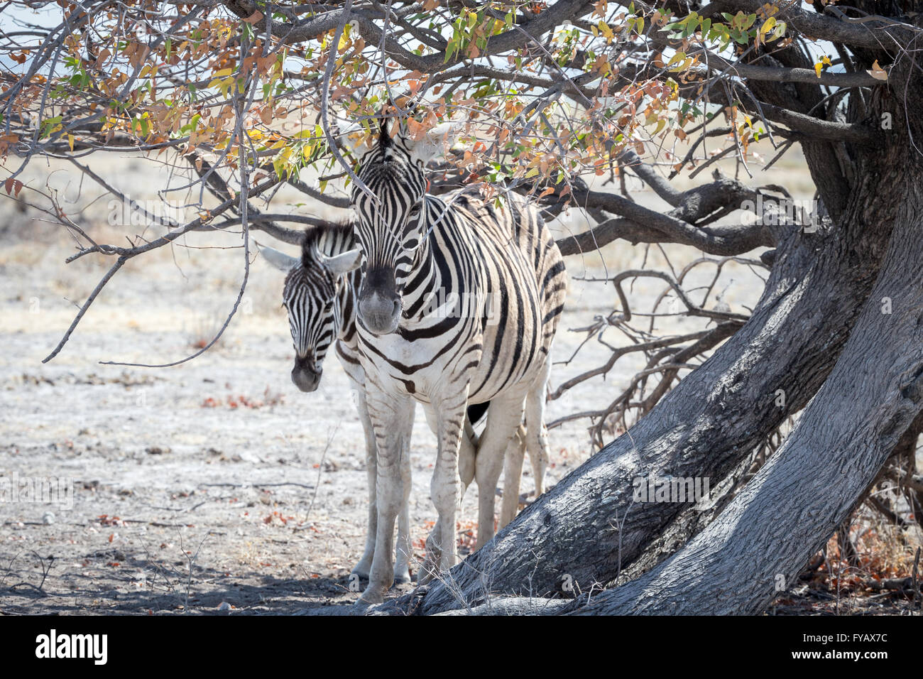 Zebra tree shade hi-res stock photography and images - Alamy