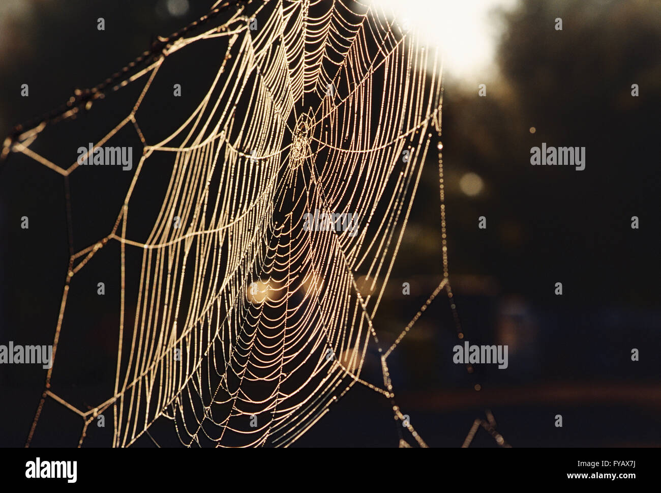 Spider no web hi-res stock photography and images - Alamy