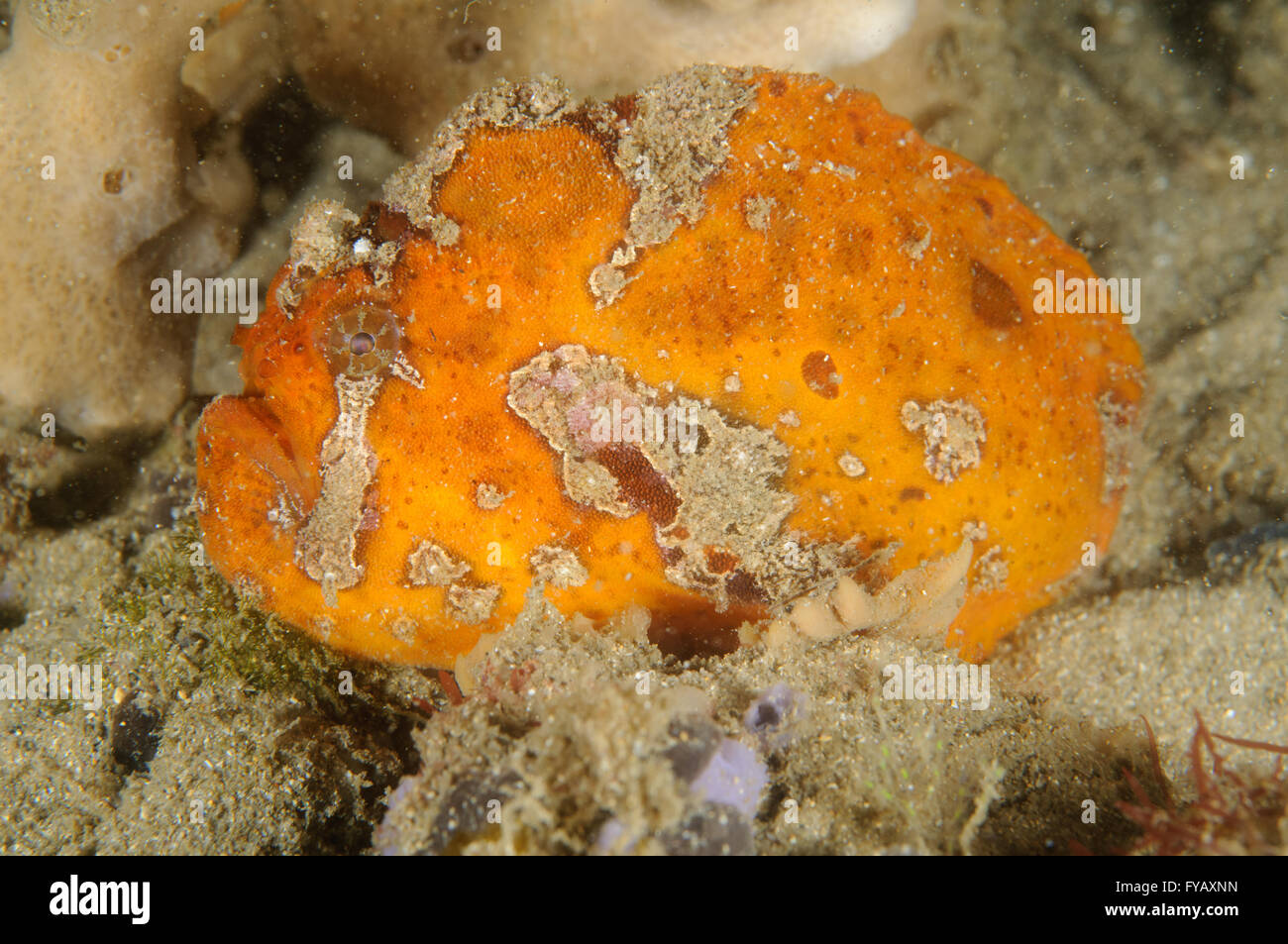Scarlet anglerfish High Resolution Stock Photography and Images - Alamy