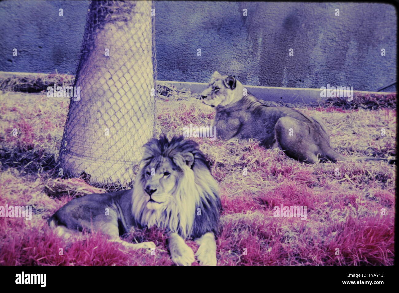 Lions at Los Angeles Zoo Circa February 1975 Taken With Infrared Film ...