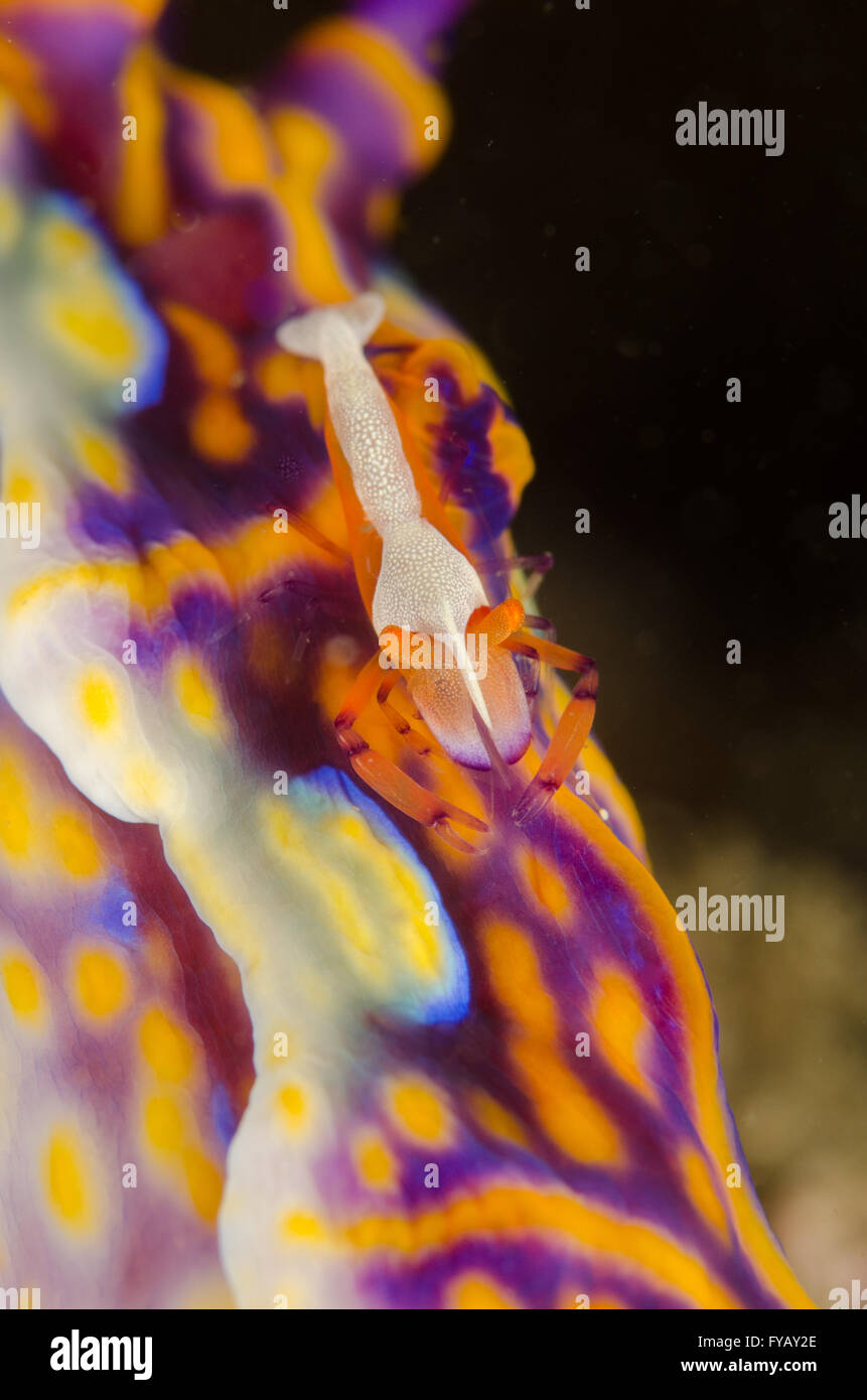 Emperor Shrimp High Resolution Stock Photography and Images - Alamy