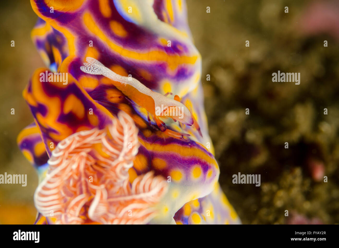 Emperor Shrimp High Resolution Stock Photography and Images - Alamy