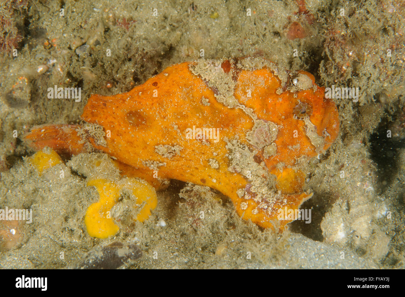 Scarlet anglerfish High Resolution Stock Photography and Images - Alamy