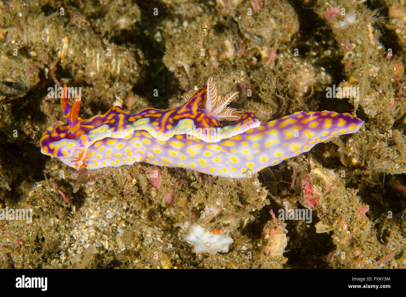 Miamira Magnifica High Resolution Stock Photography and Images - Alamy