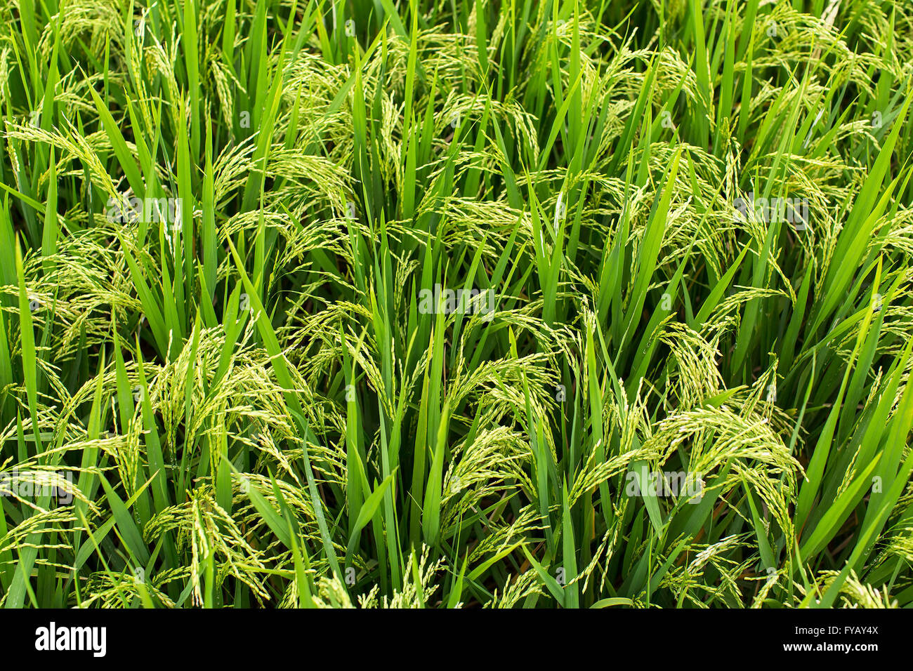 Green of rice field texture close-up Stock Photo - Alamy