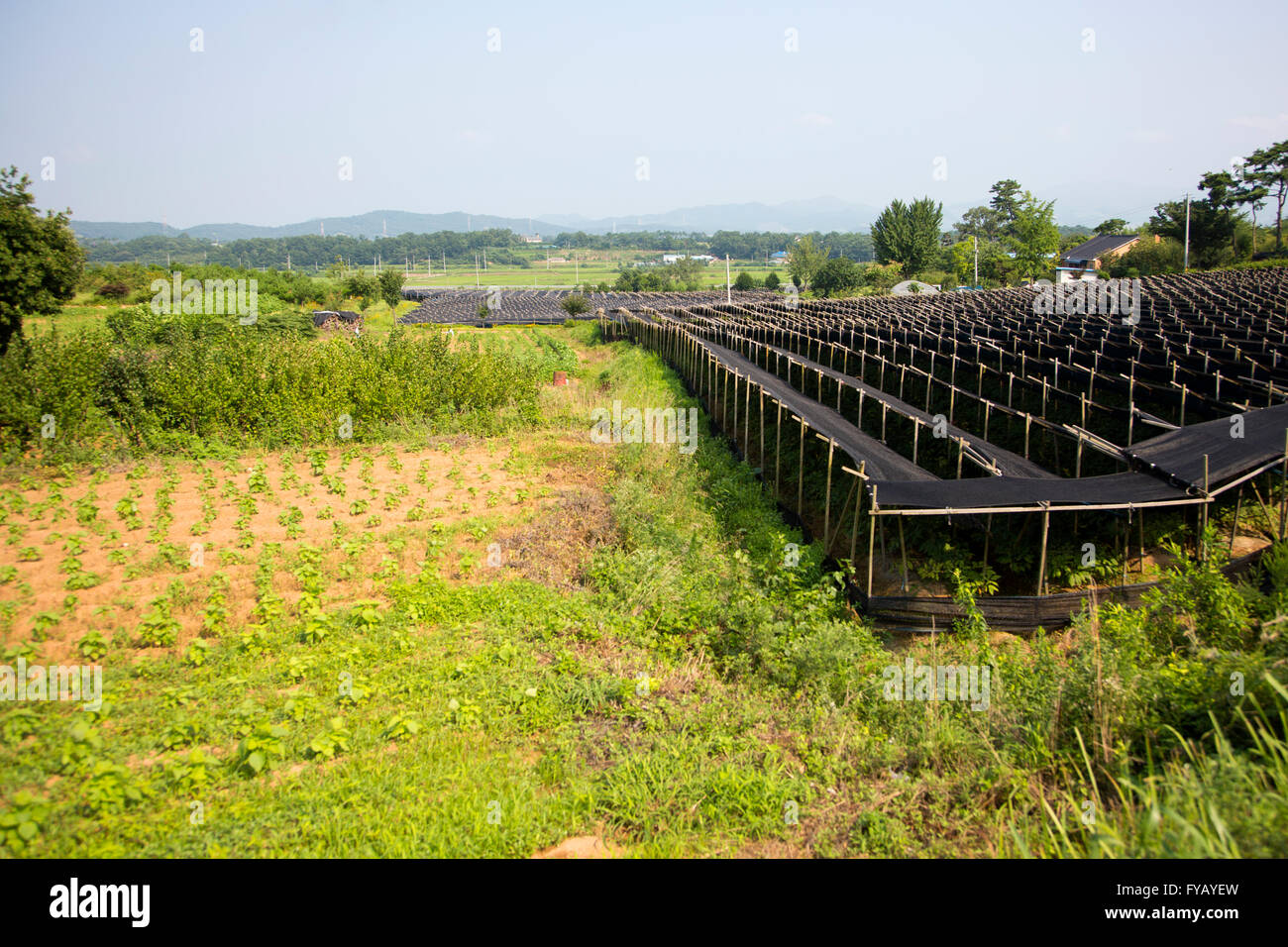 Ginseng Field High Resolution Stock Photography and Images - Alamy