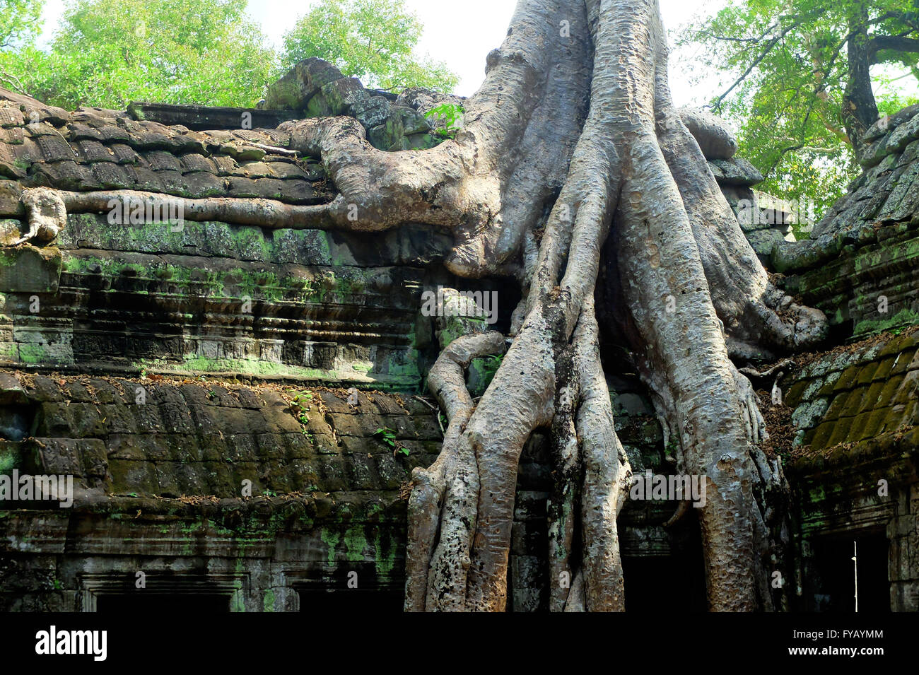Tree roots angkor wat hi-res stock photography and images - Alamy