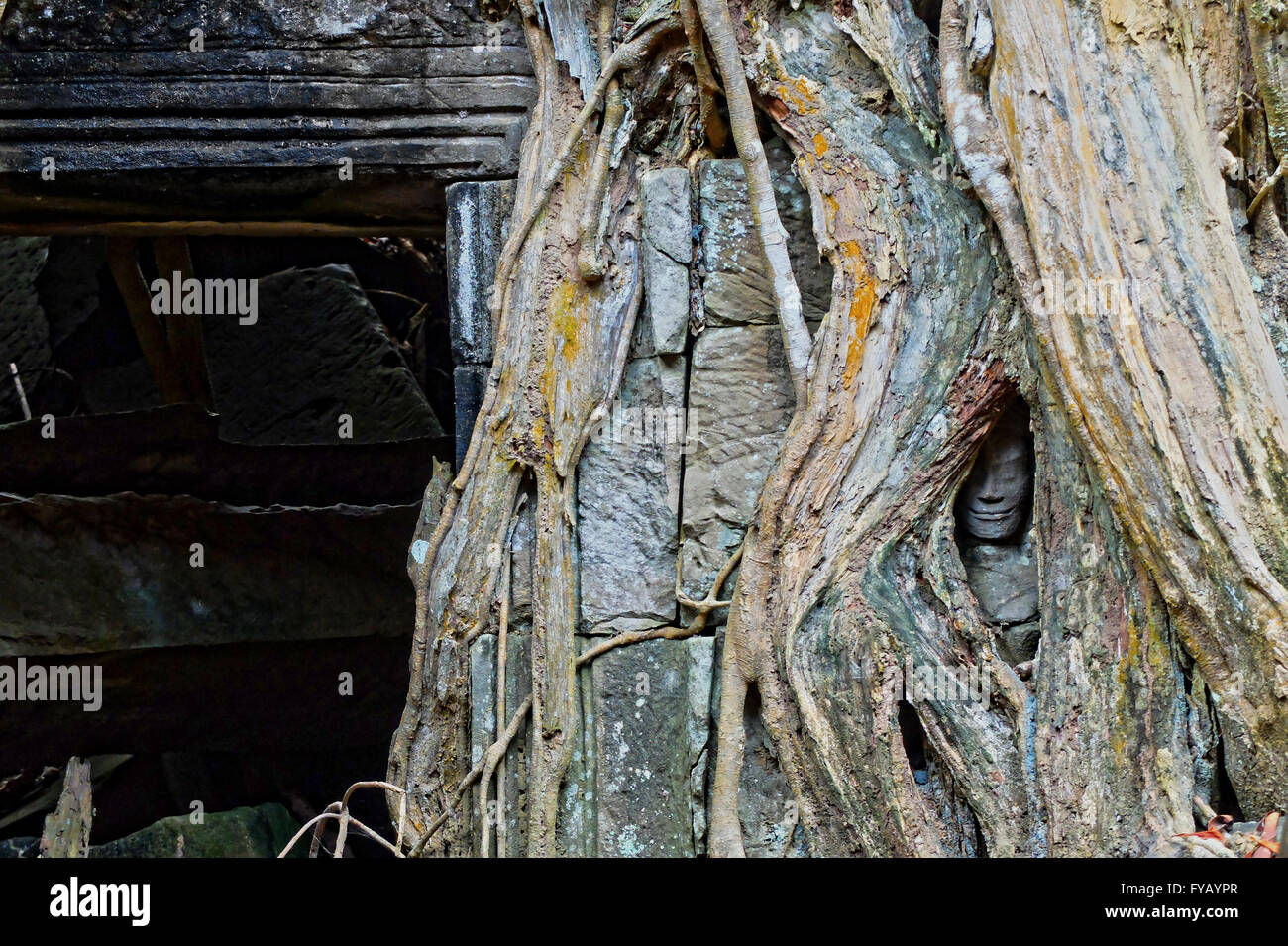 Hidden face tree hi-res stock photography and images - Alamy