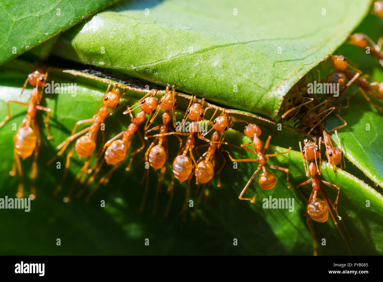 Ants structure hi-res stock photography and images - Alamy