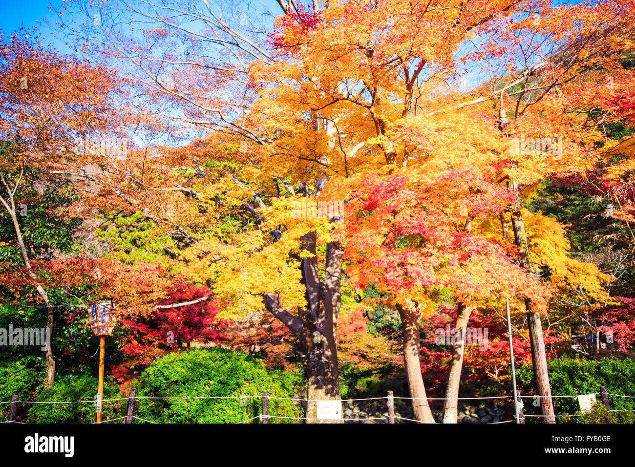 The Autumn Colors in Japan, Beautiful autumn leaves Stock Photo - Alamy