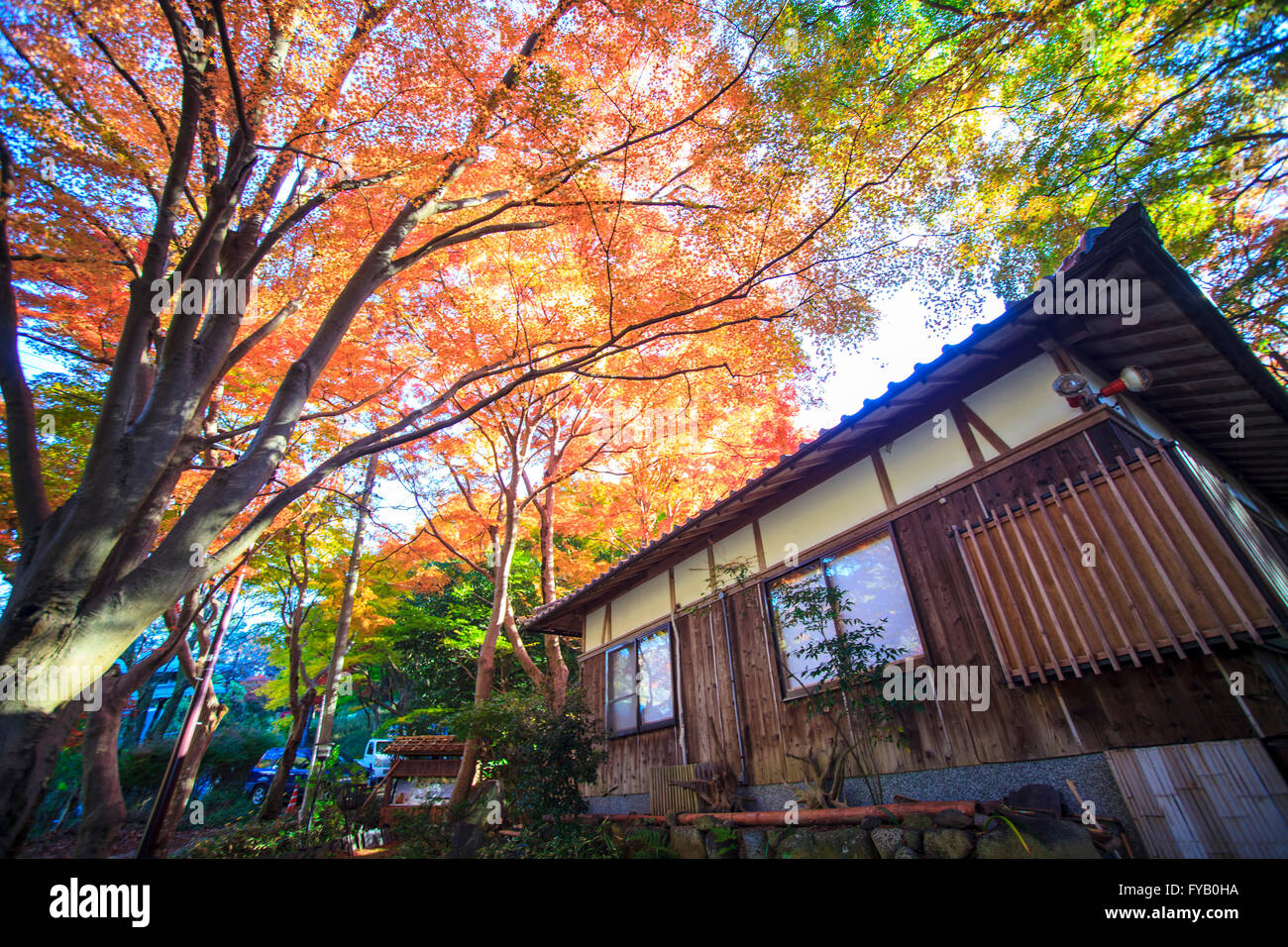 The Autumn Colors in Japan, Beautiful autumn leaves Stock Photo - Alamy