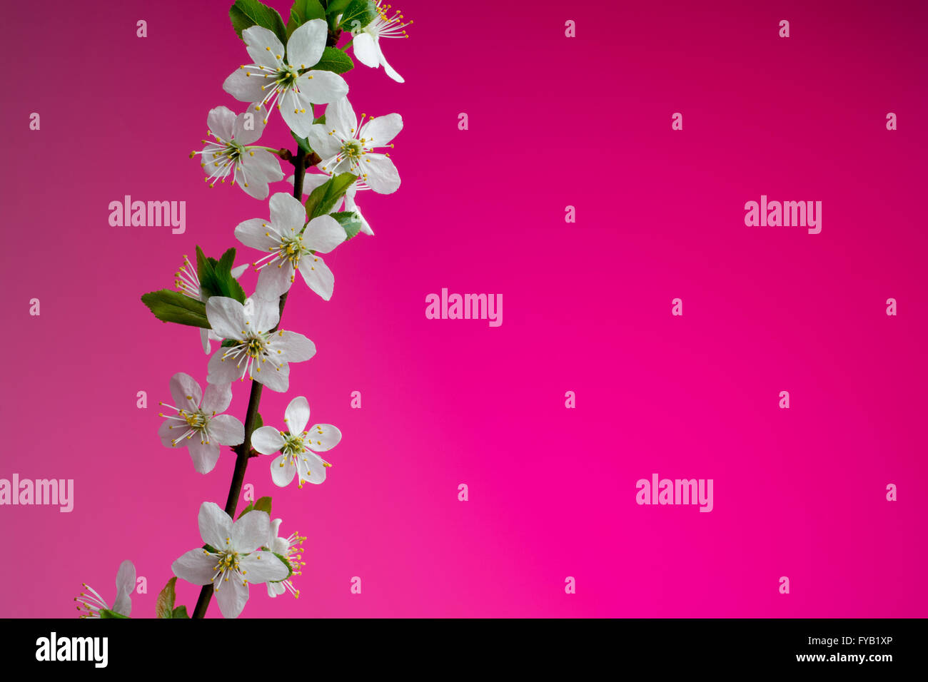 beautiful spring blossom on pink background. studio shot Stock Photo ...