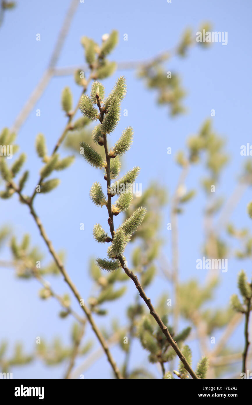 ament on tree at day Stock Photo - Alamy