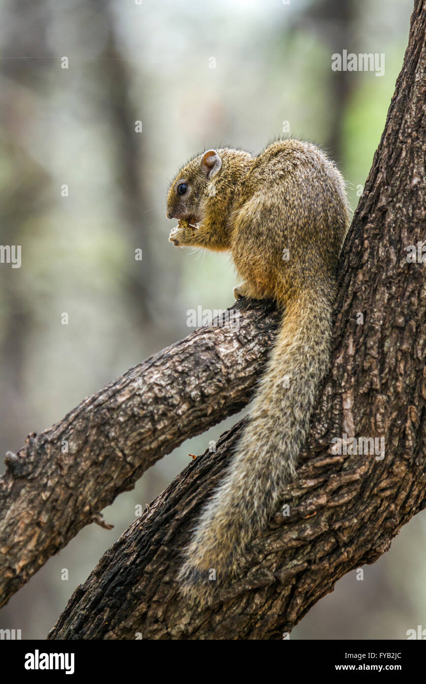 Smith's bush squirrel Kruger national park, South Africa ; Specie ...