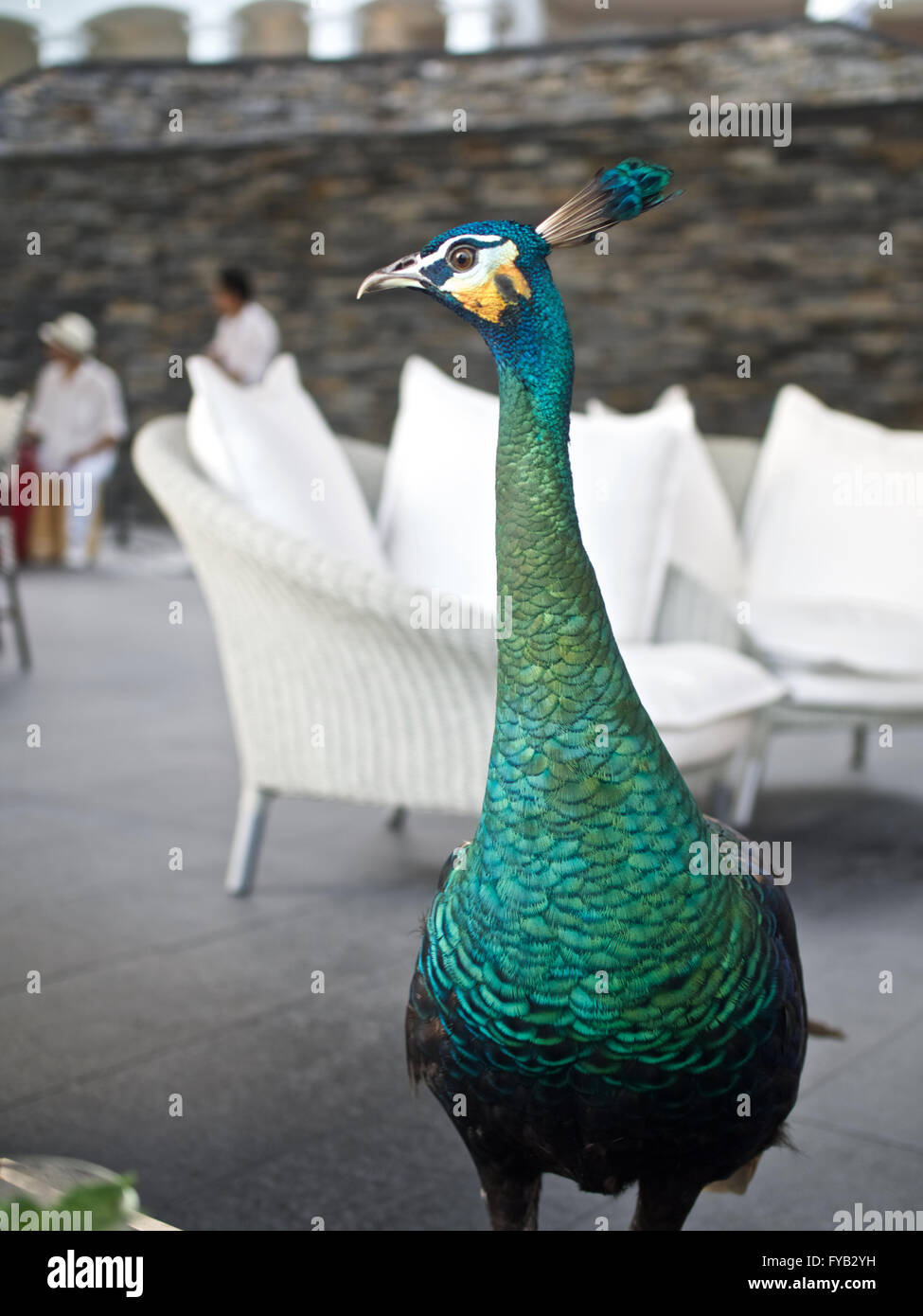 Peacock colors hi-res stock photography and images - Alamy