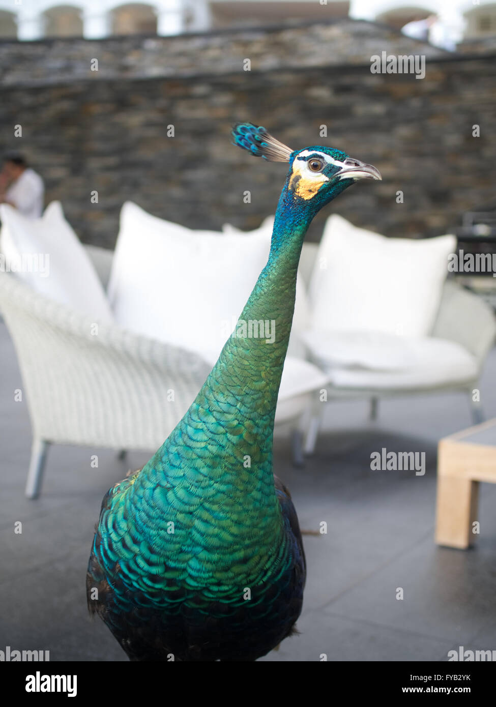 peacock colours nature animal tropics colors wildlife Stock Photo - Alamy