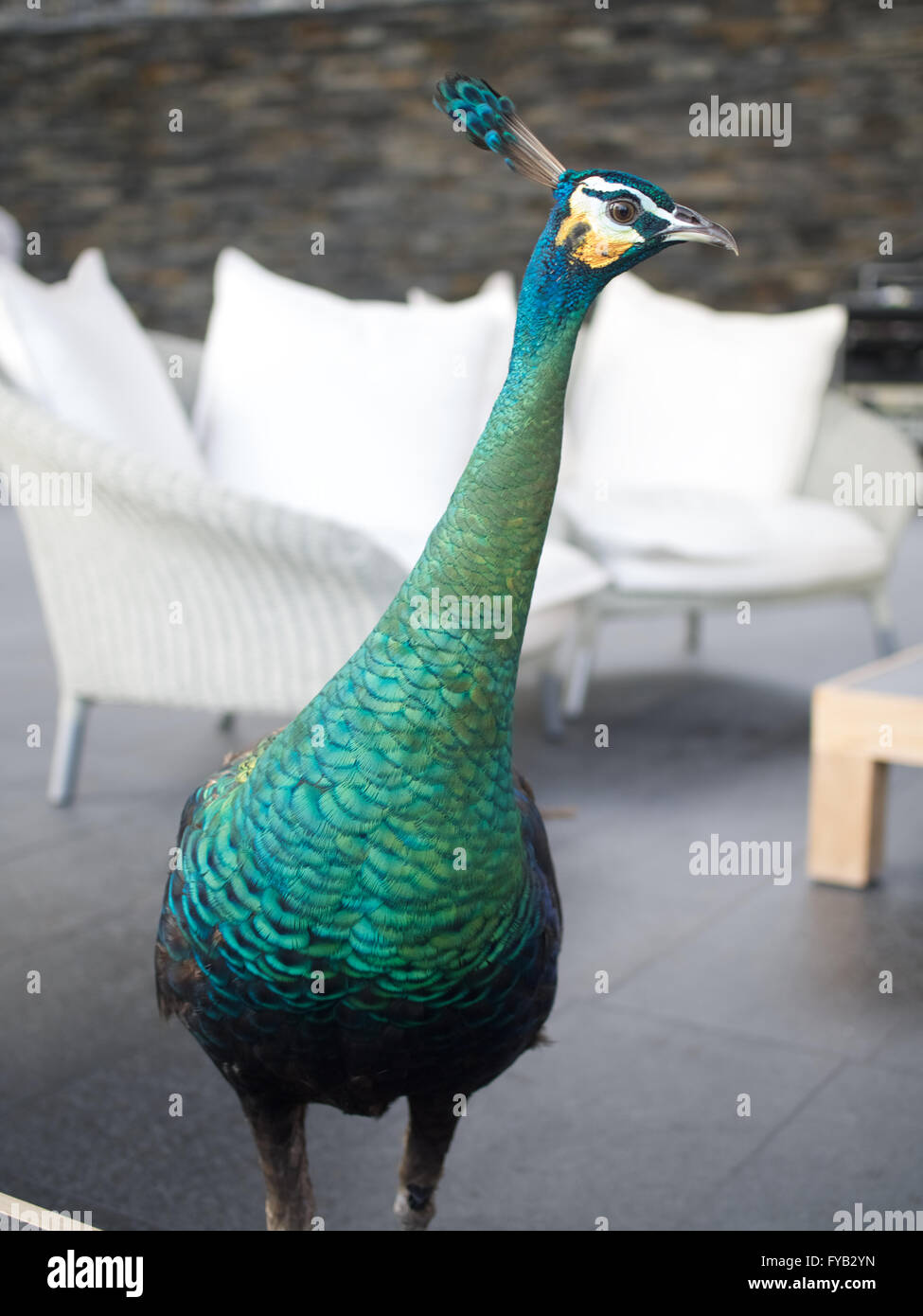 peacock colours nature animal tropics colors wildlife Stock Photo - Alamy