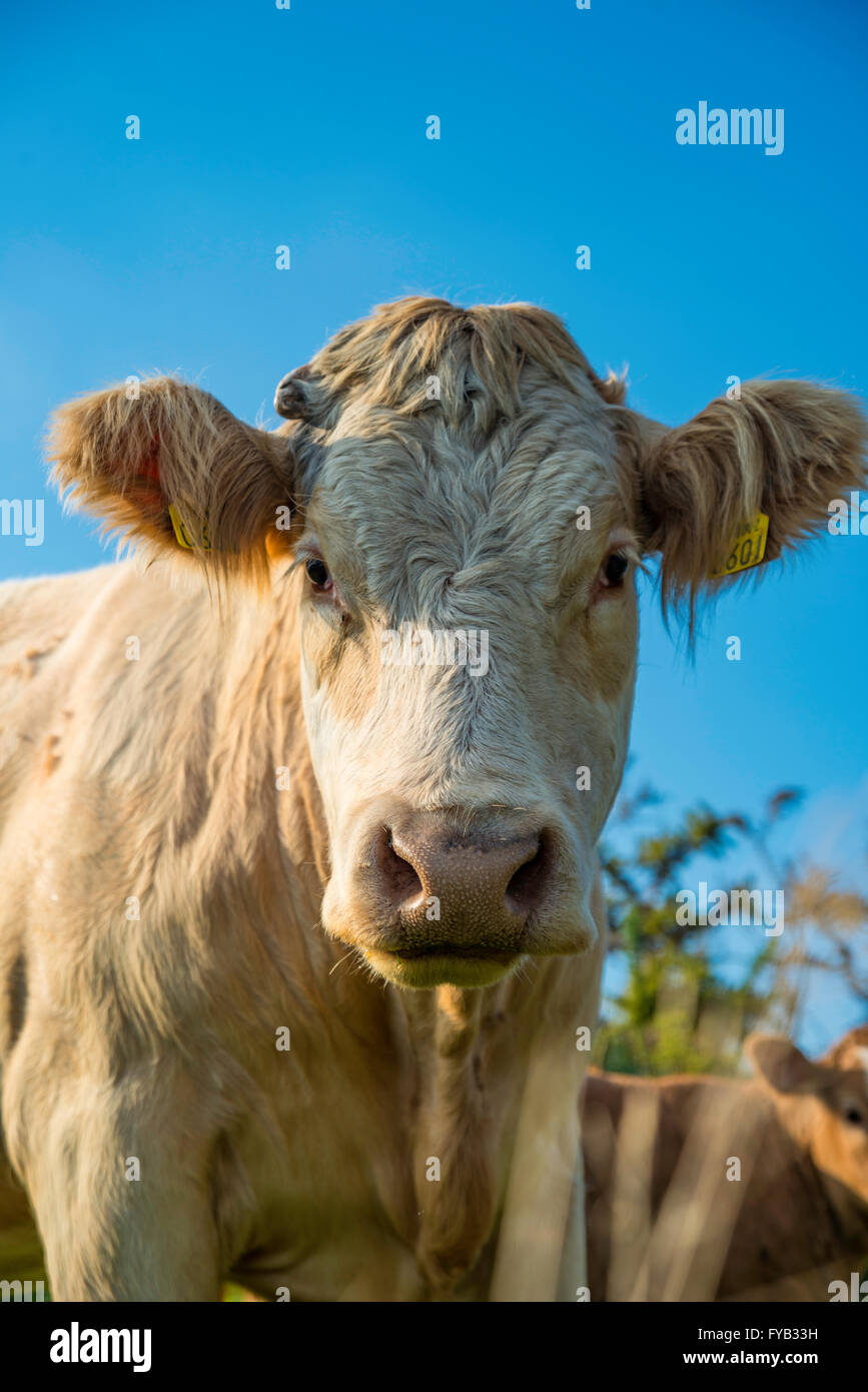 Cow looking straight at camera Stock Photo - Alamy