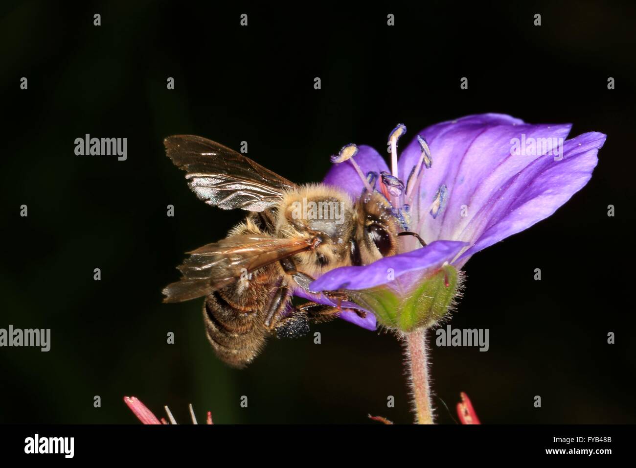 A honeybee (Apis mellifera) on the flower of forest fireweed. The honey ...