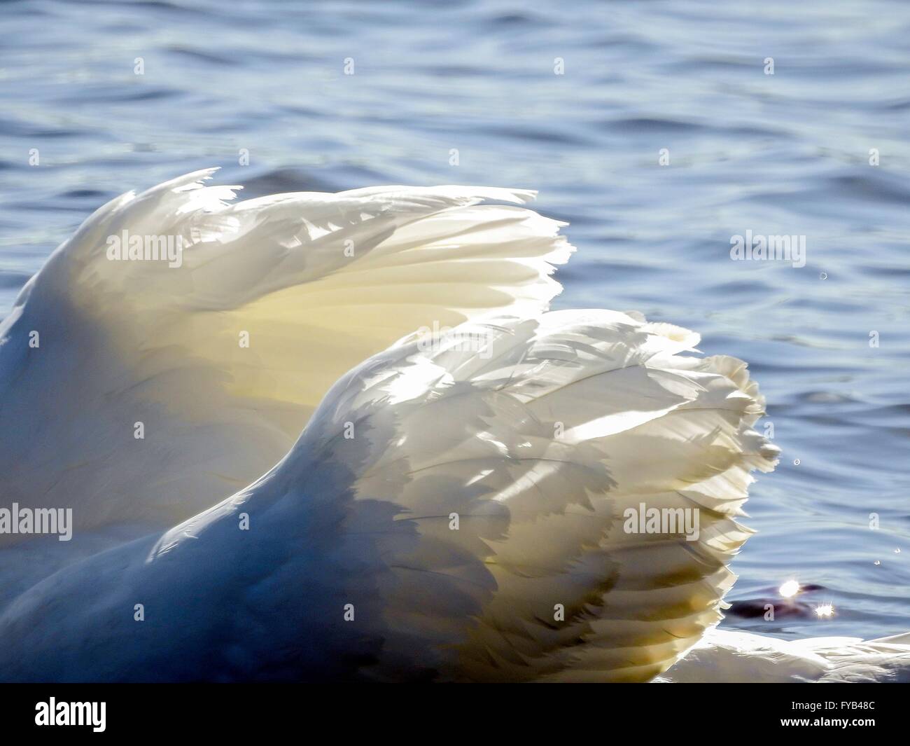 Swan backlit feathers hi-res stock photography and images - Alamy