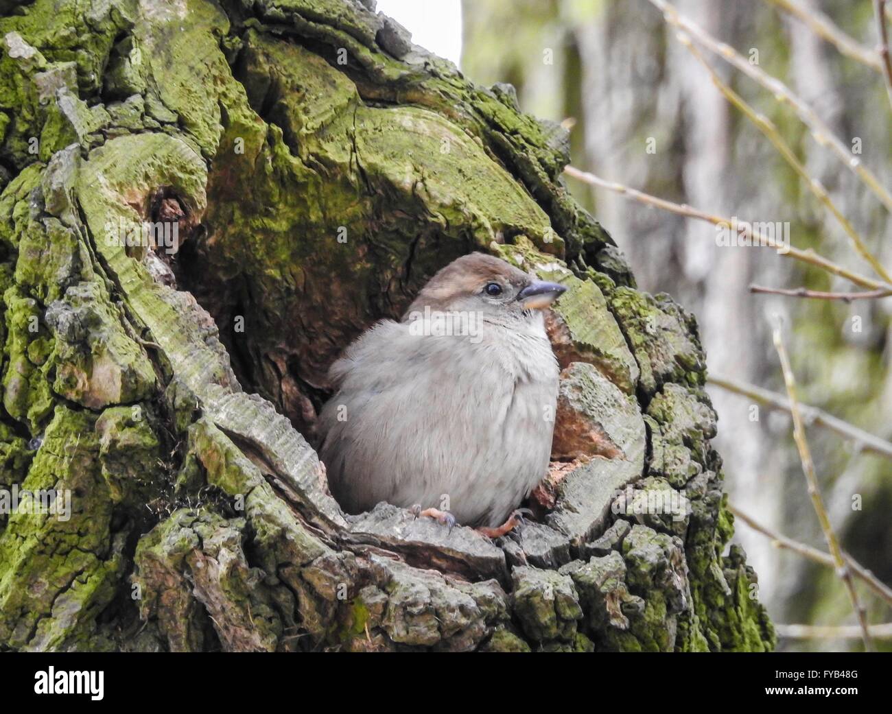 House Sparrow at breeding burrow, april 2016 Stock Photo - Alamy