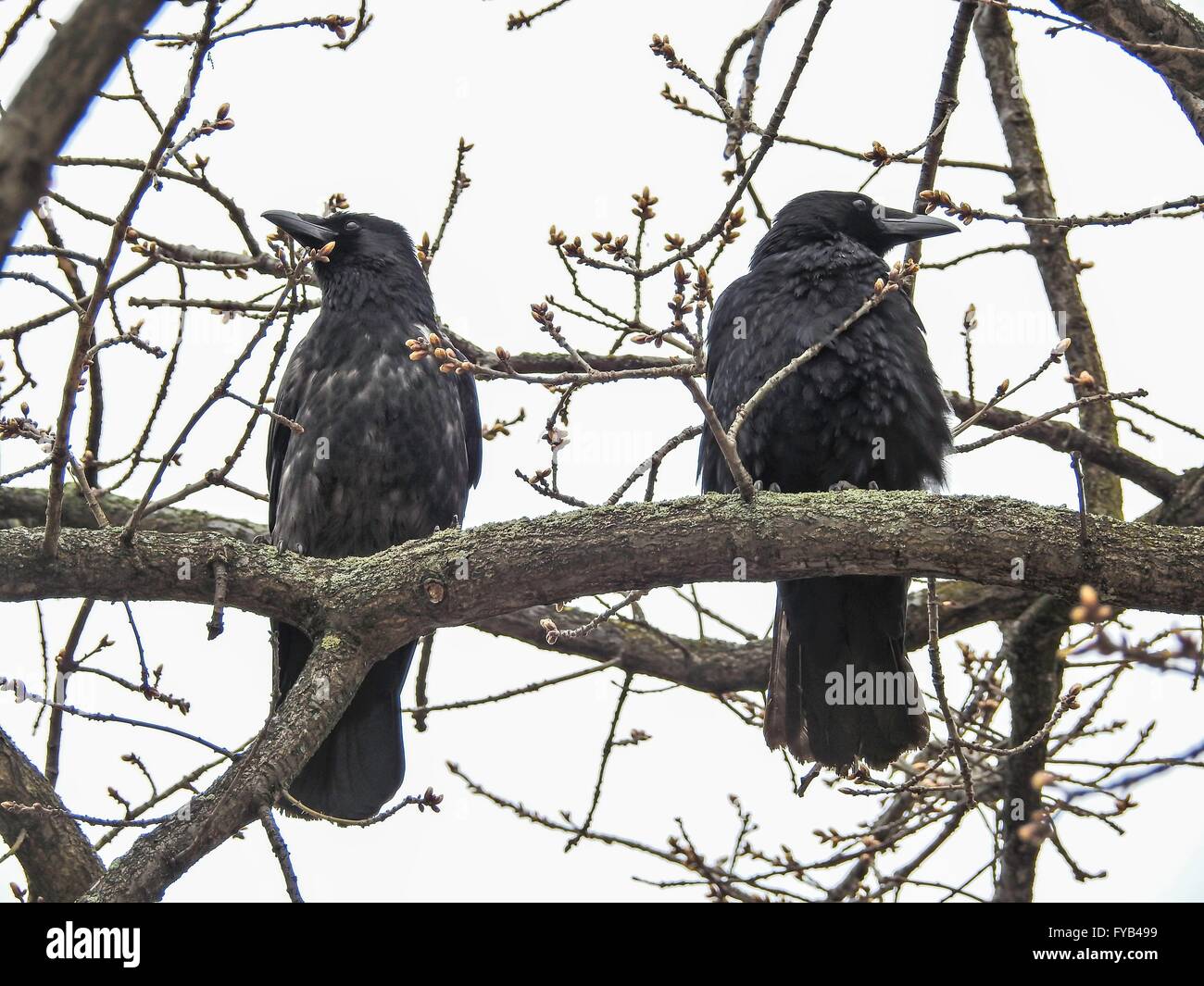 Crows in tree hi-res stock photography and images - Alamy