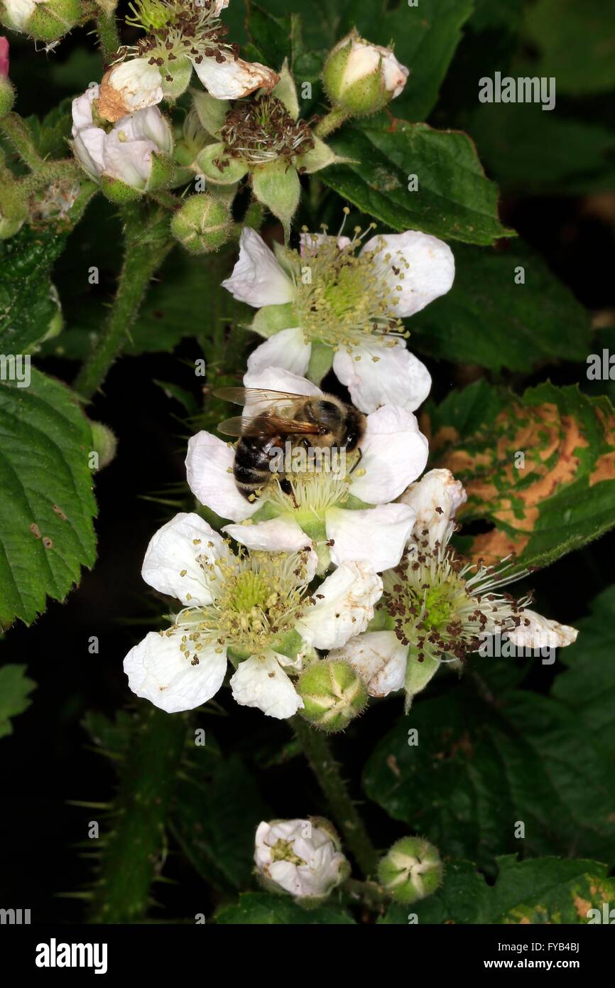 A honeybee visits the bloom of the blackberry (Rubus fructicosus L.) to ...