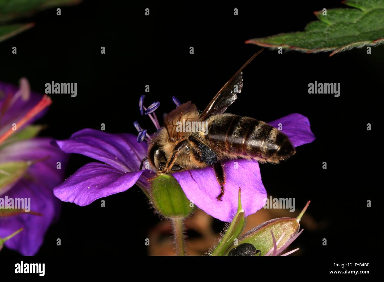 A honeybee (Apis mellifera) on the flower of forest fireweed. The honey ...